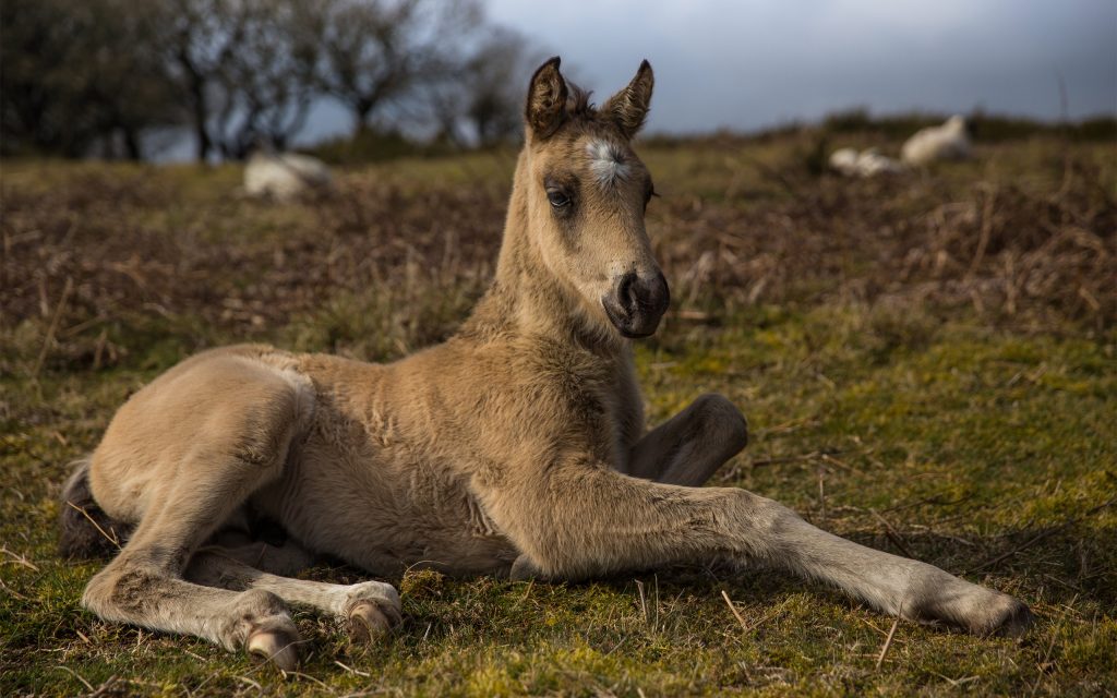 Carey Marks - Photography | West Somerset, Quantocks, wild Exmoor ...